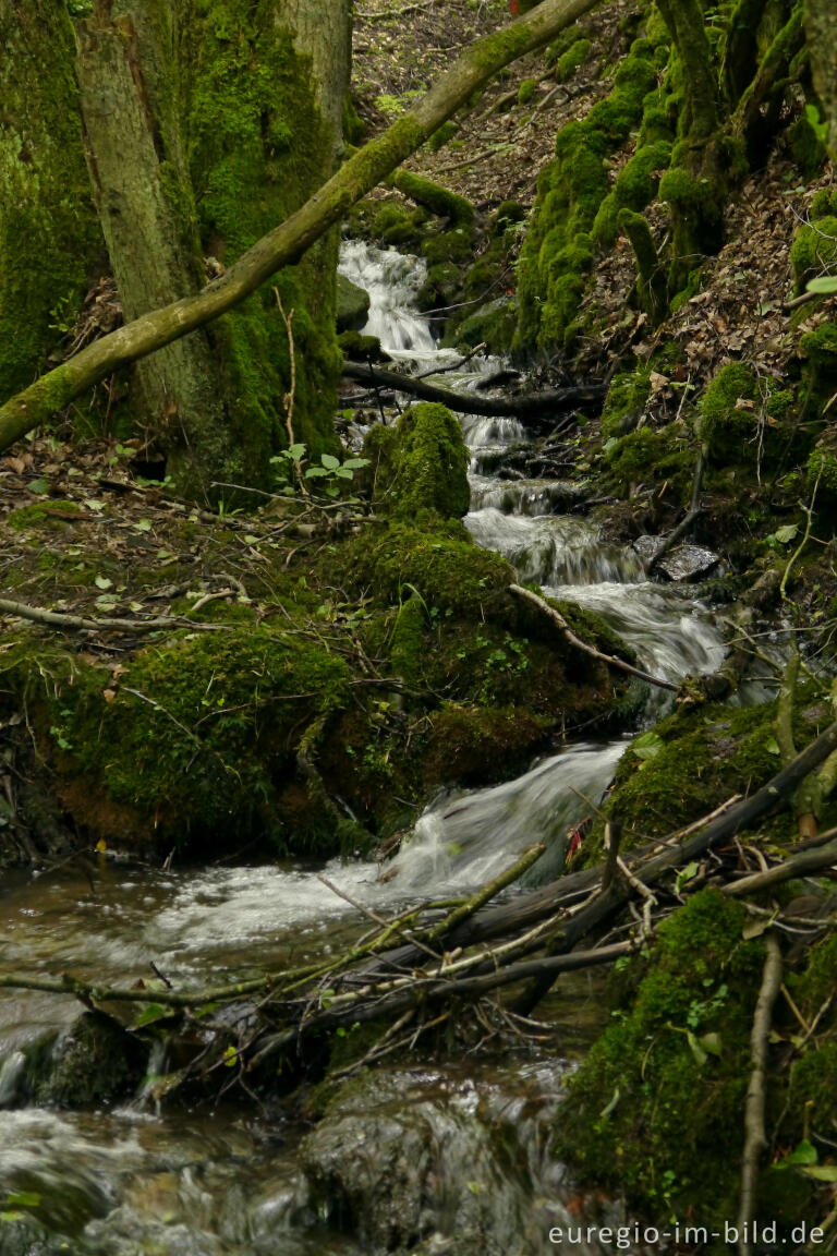 Bach im mittleren Ourtal zwischen Tintesmühle und Dasburg