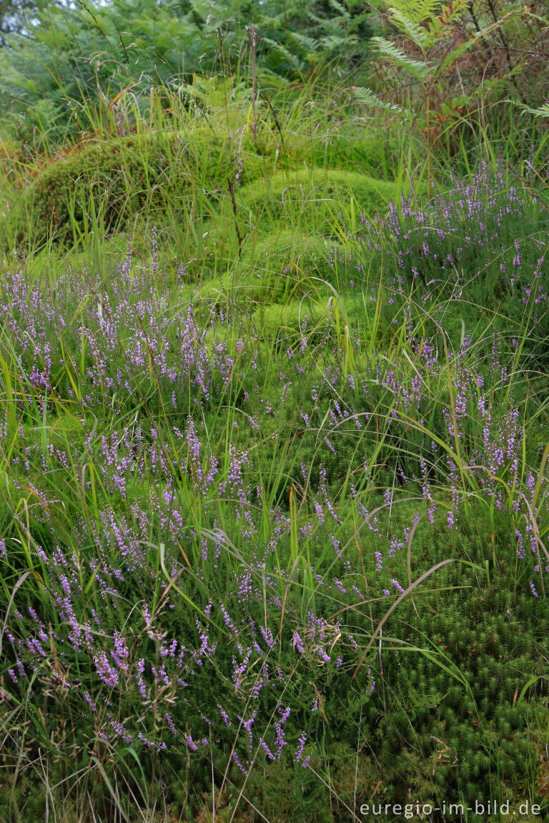 Torfmoos und Erika im Hohen Venn, Kutenhart