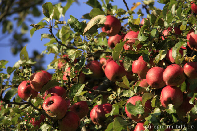 Apfelbaum mit roten Äpfeln